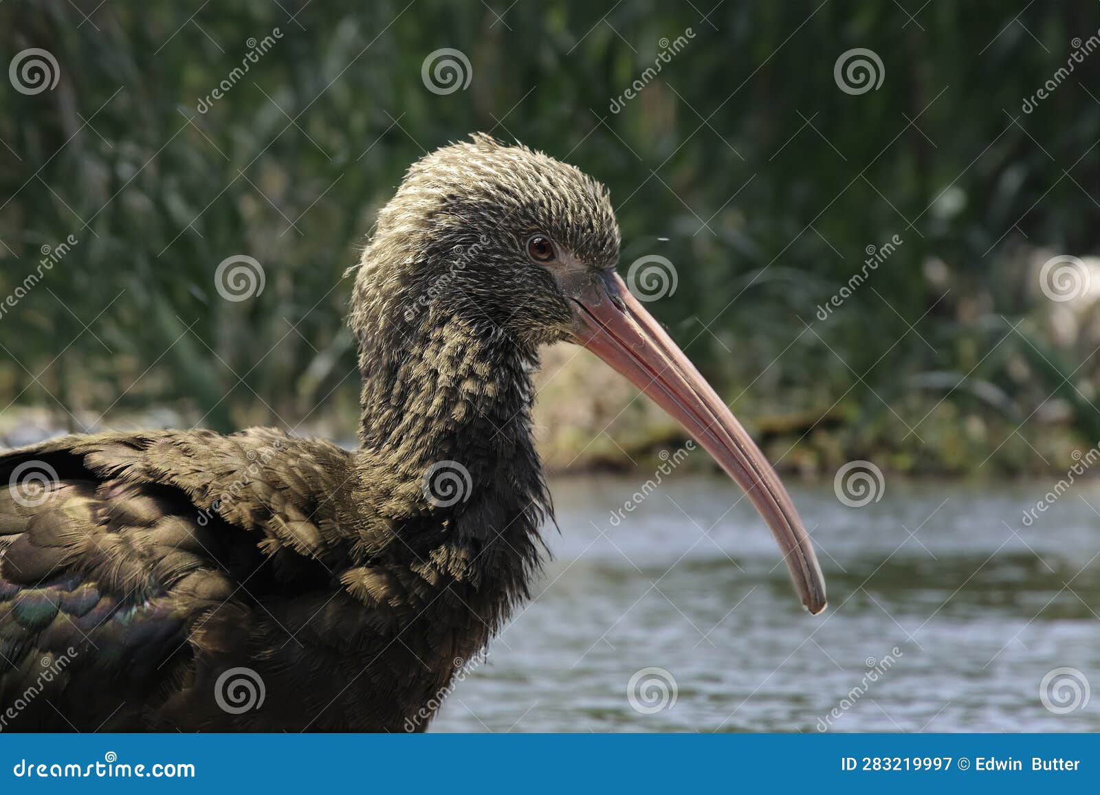 The Puna Ibis (Plegadis Ridgwayi) Stock Image - Image of habitat, black ...