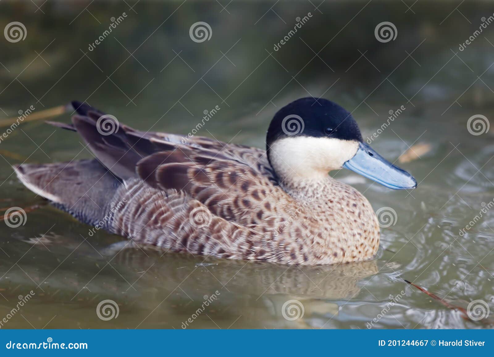 Puna Teal, Anas Puna, Close Up View Stock Image - Image of wildlife ...