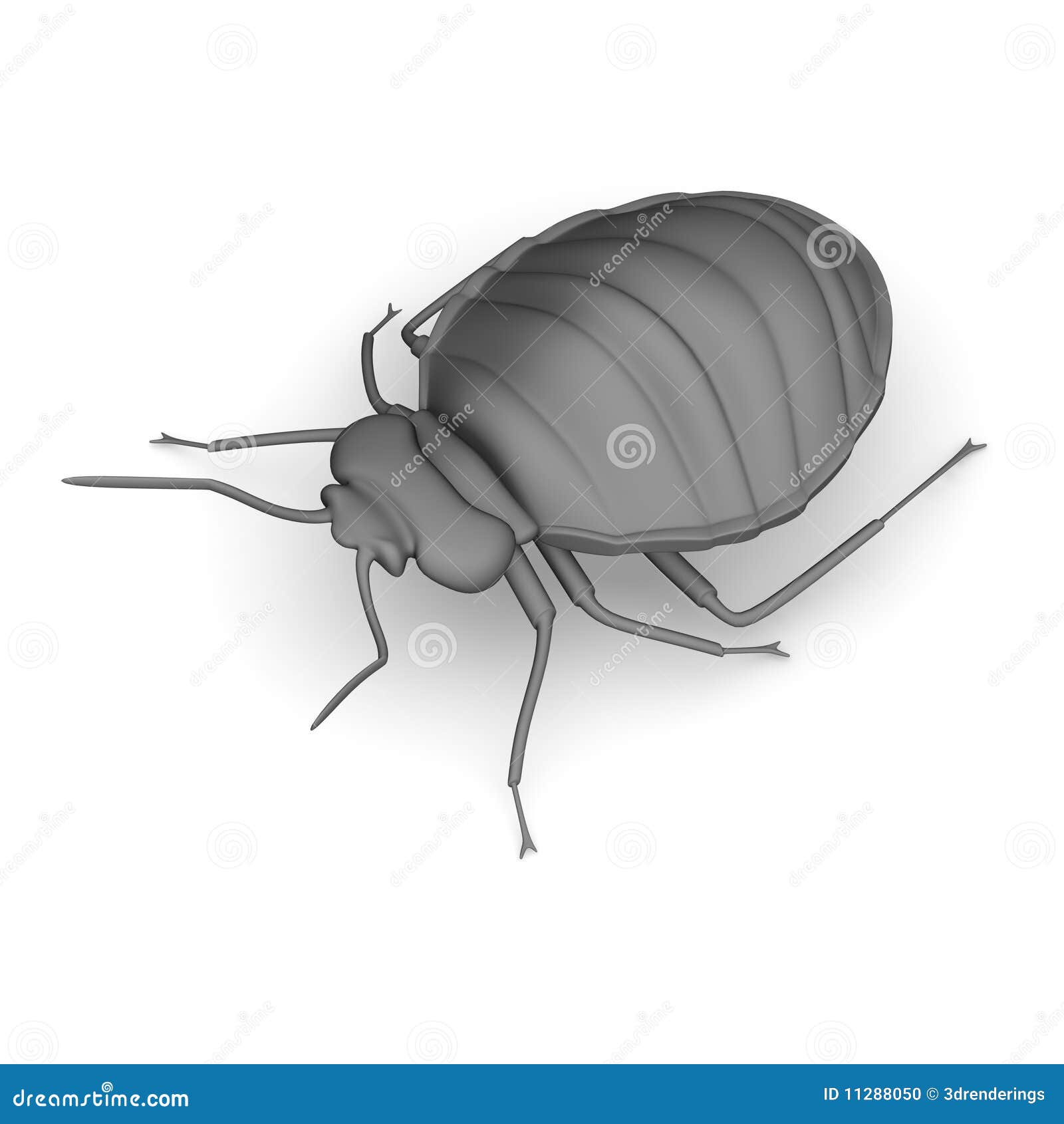 Punaise illustration stock. Illustration du caractère - 11288050