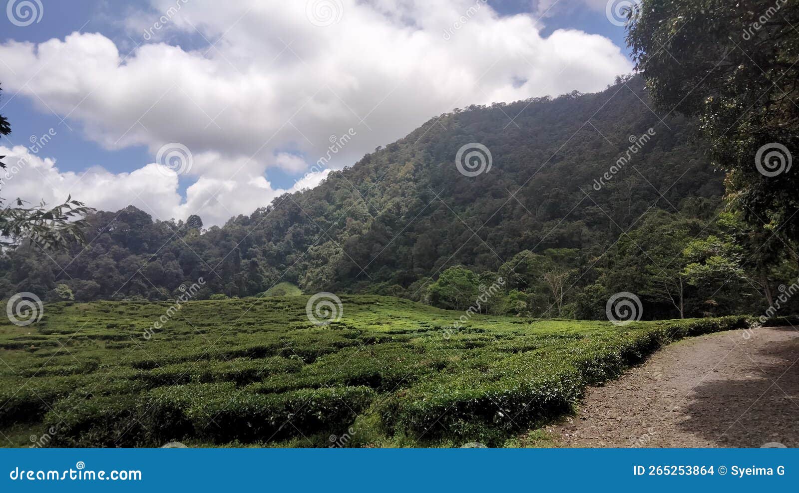 Puncak Tea Leaf Forest Stock Photos - Free & Royalty-Free Stock Photos ...