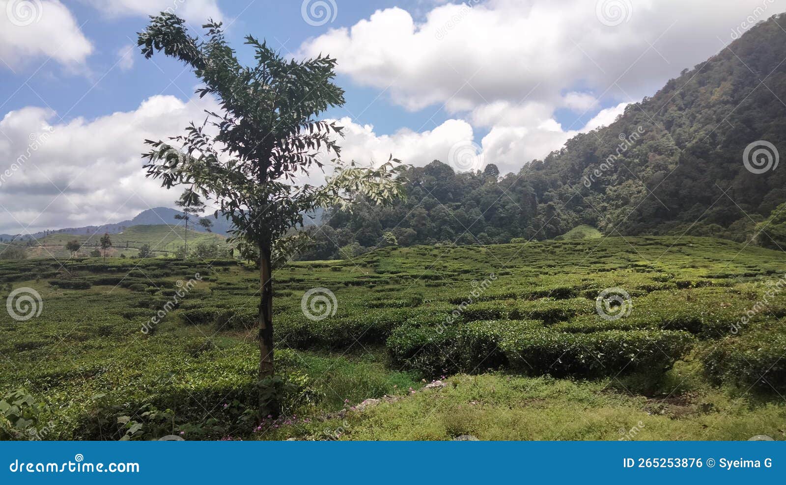 Puncak Tea Forest stock photo. Image of flower, tree - 265253876