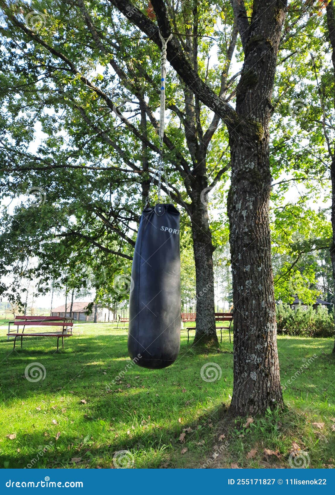 Punching Bag Attached To a Tree Against the Backdrop of Nature Stock ...