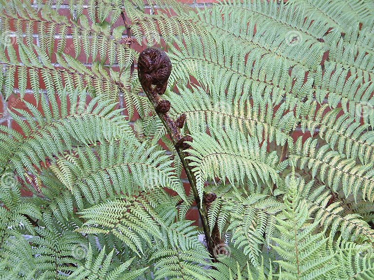 Punga Fern stock photo. Image of punga, plant, native, tree - 759494