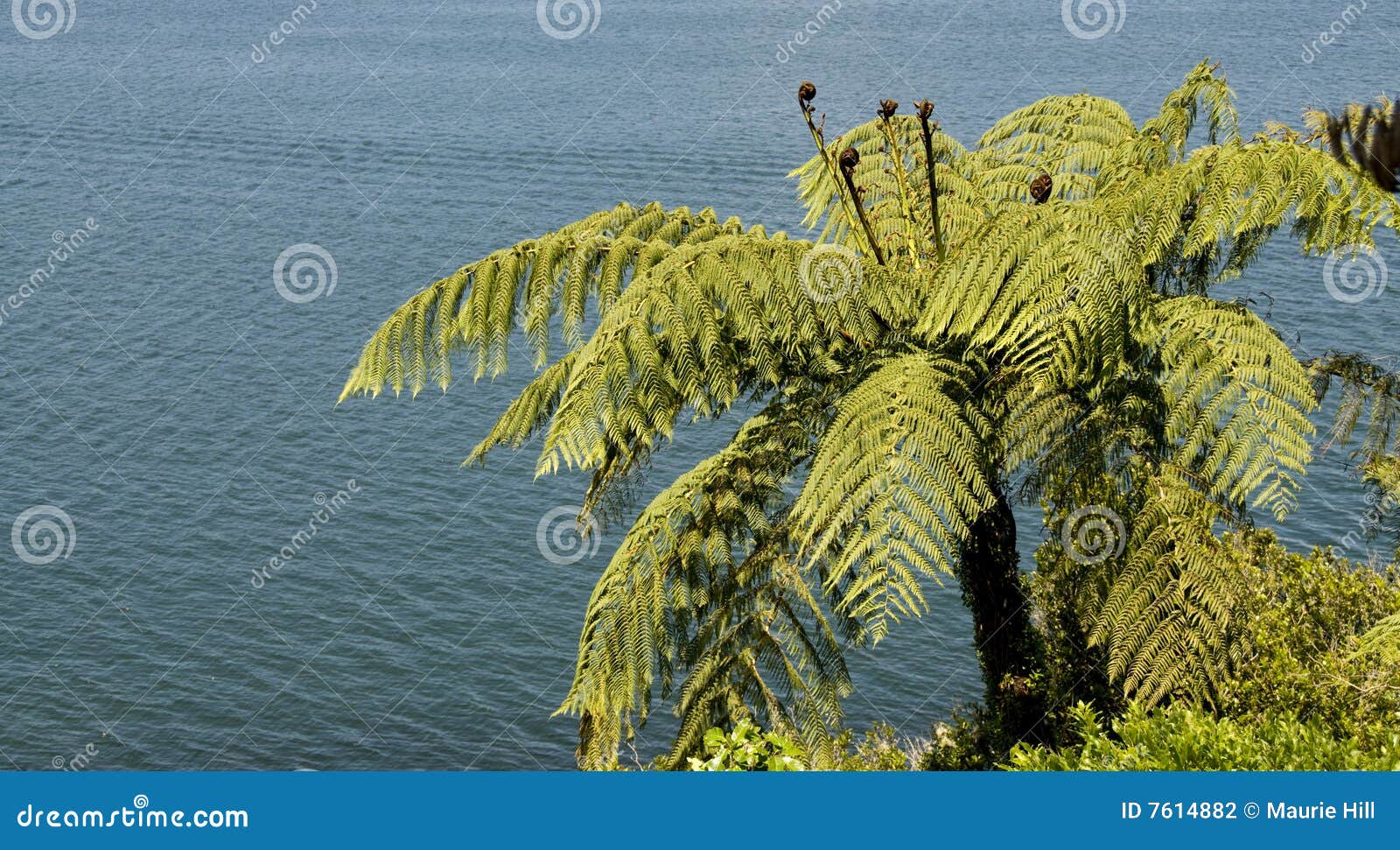 Punga fern by the lake stock photo. Image of growth, ponga - 7614882