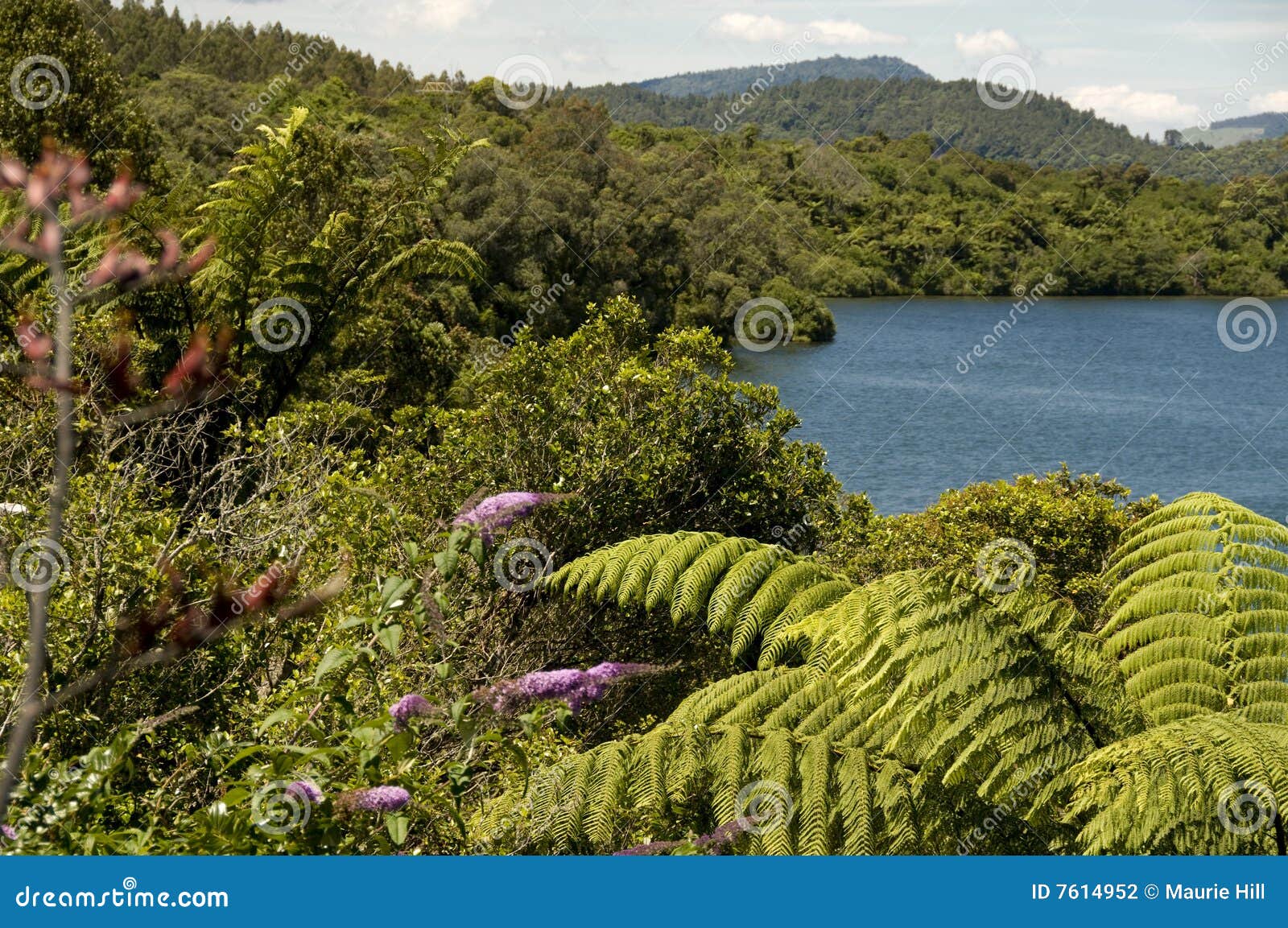 Punga fern by the lake stock photo. Image of rotoiti, koru - 7614952