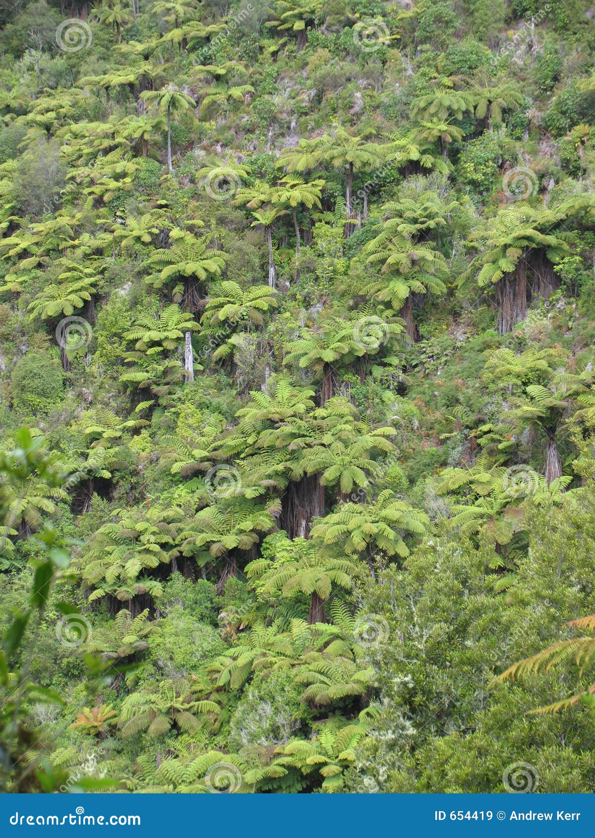 Punga ferns stock image. Image of tree, impassable, zealand - 654419