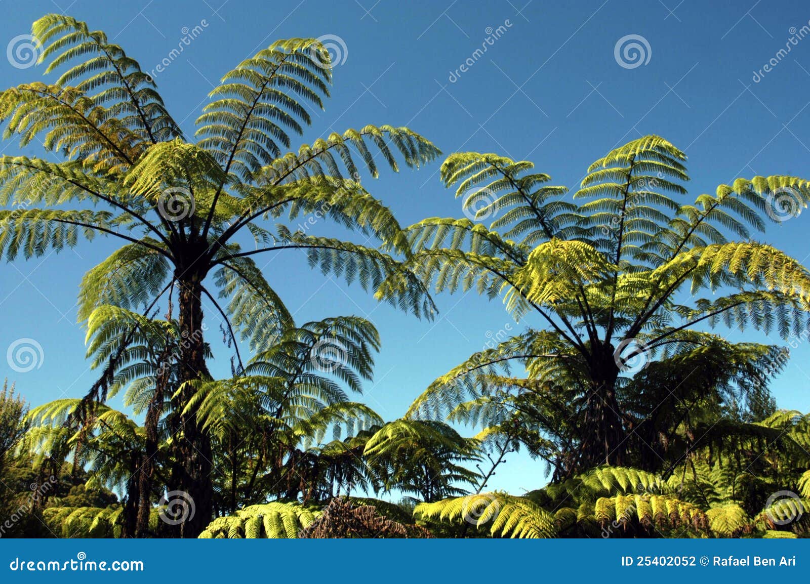 Punga Tree stock photo. Image of grow, nature, pacific - 25402052