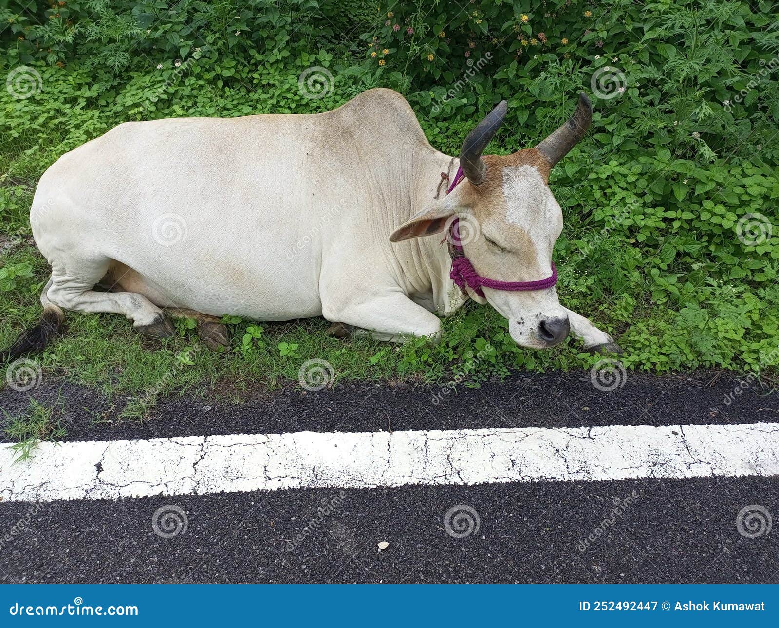 Punganur anão boi macho imagem de stock. Imagem de fazenda - 252492447