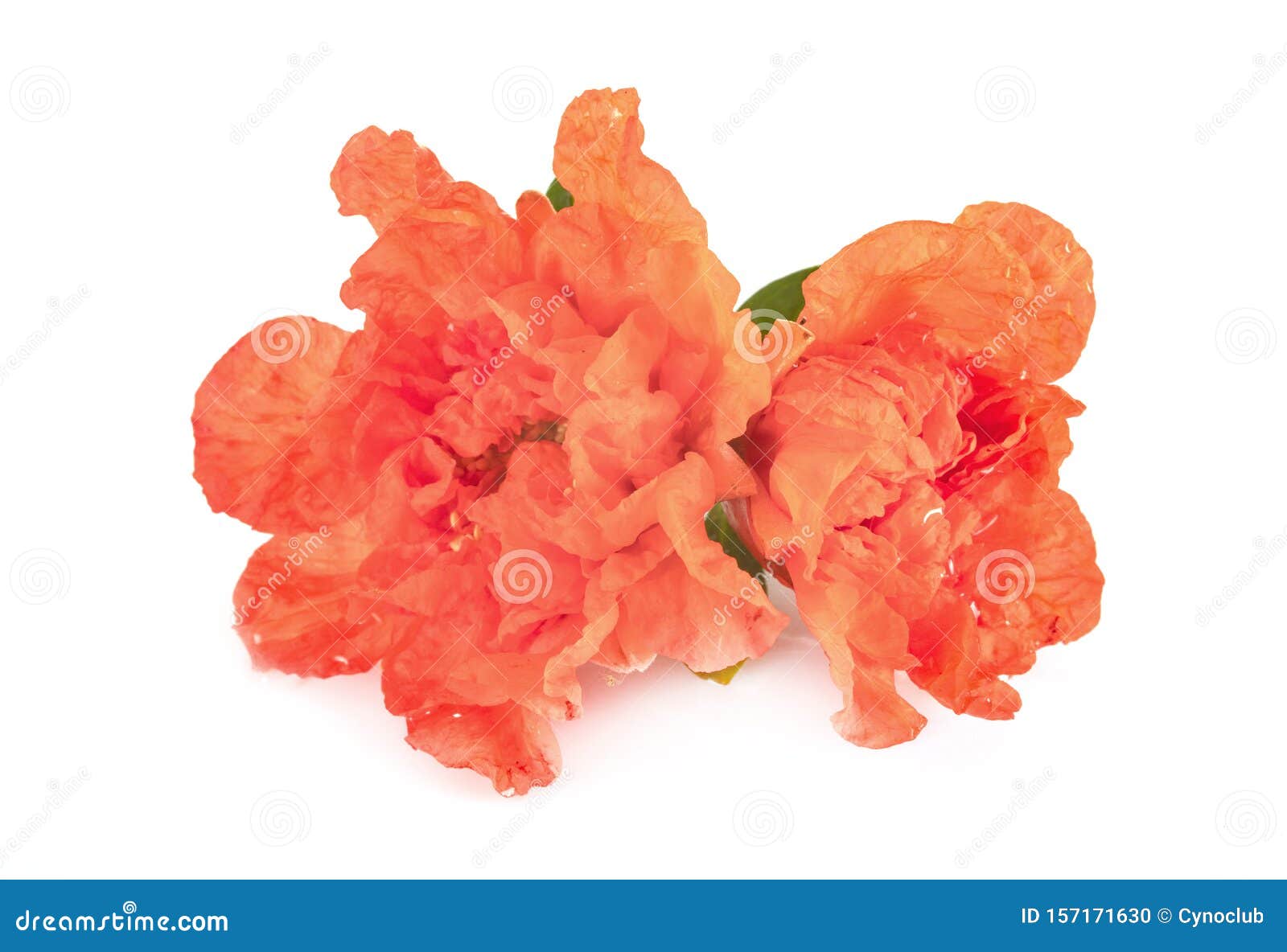 Punica flower in studio stock photo. Image of background - 157171630