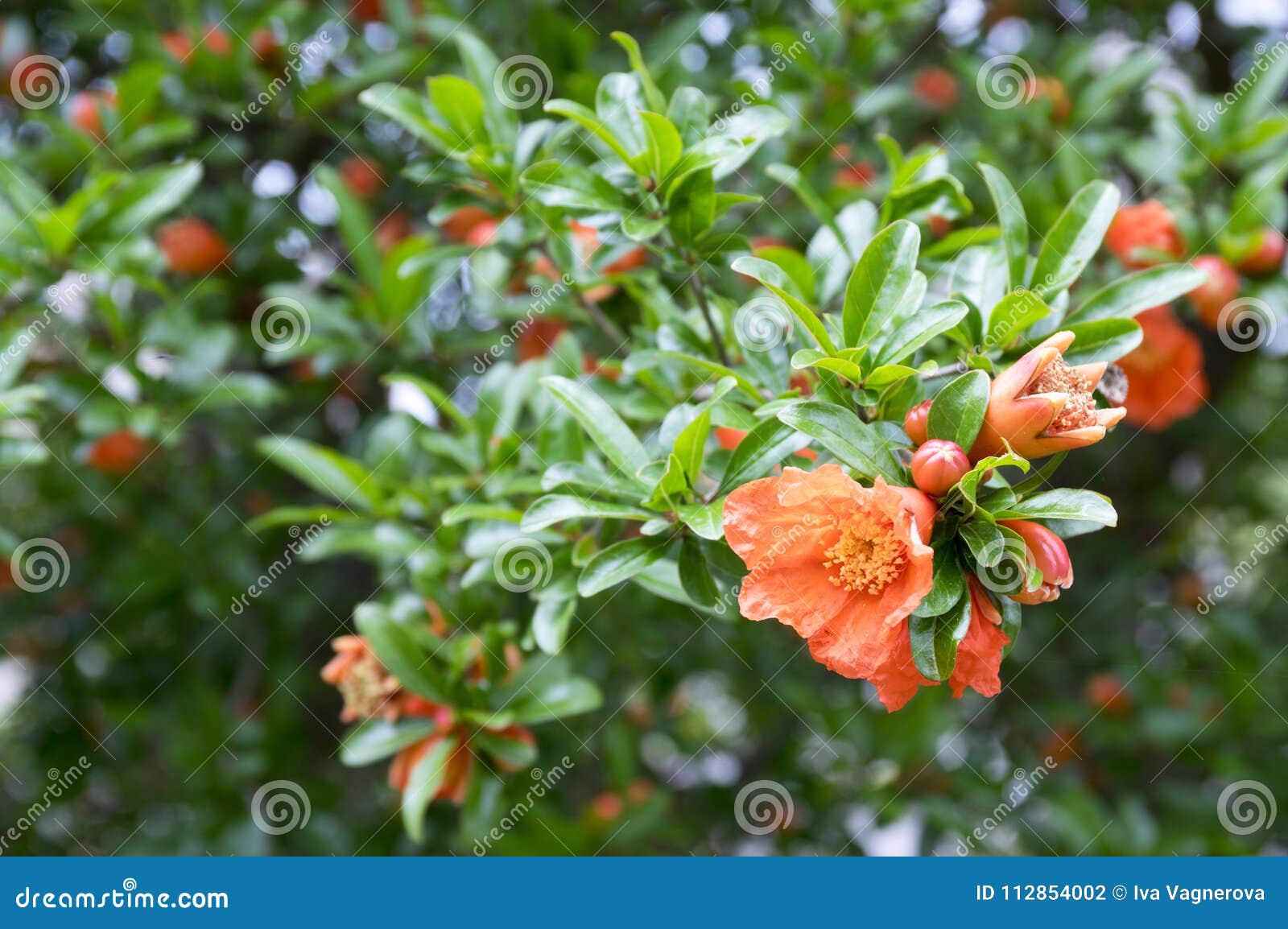 Punica Granatum, Granatapfelbaum in Der Blüte Stockfoto - Bild von ...