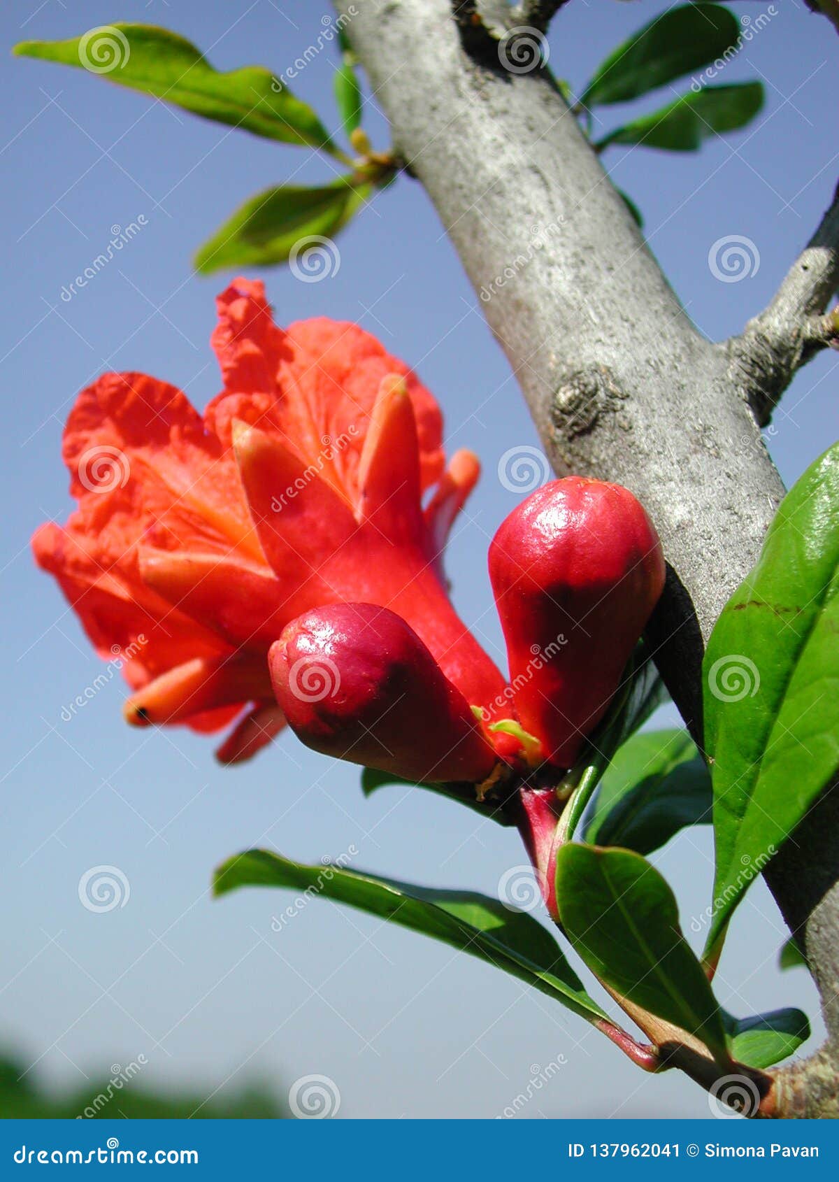Red Flower of Punica Granatum Tree Stock Image - Image of fresh ...