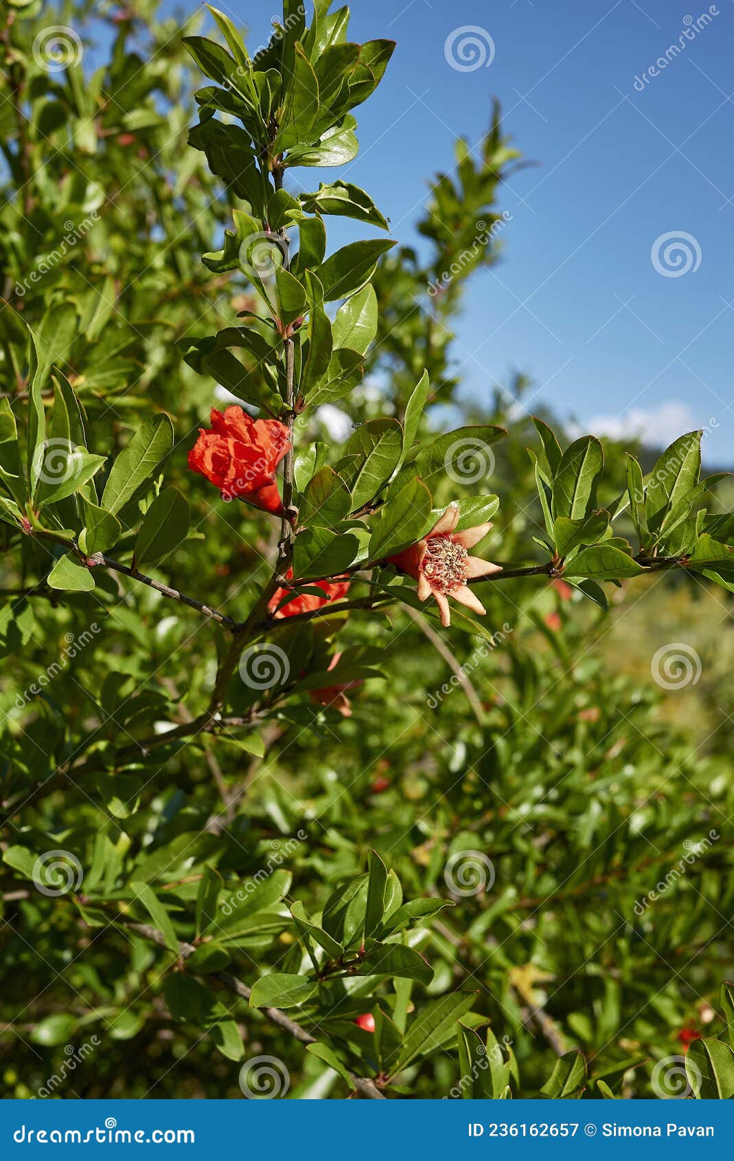 Punica Granatum Orange Flowers Stock Image - Image of leaves, granatum ...