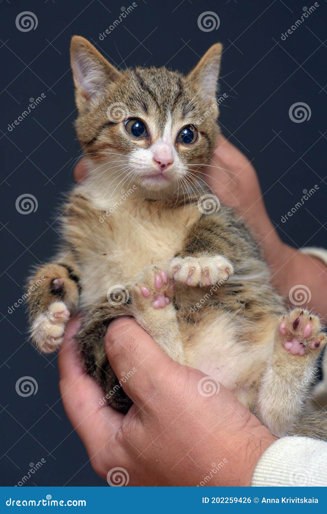 Punished Tabby Kitten is Held by the Scruff of the Neck Stock Photo ...