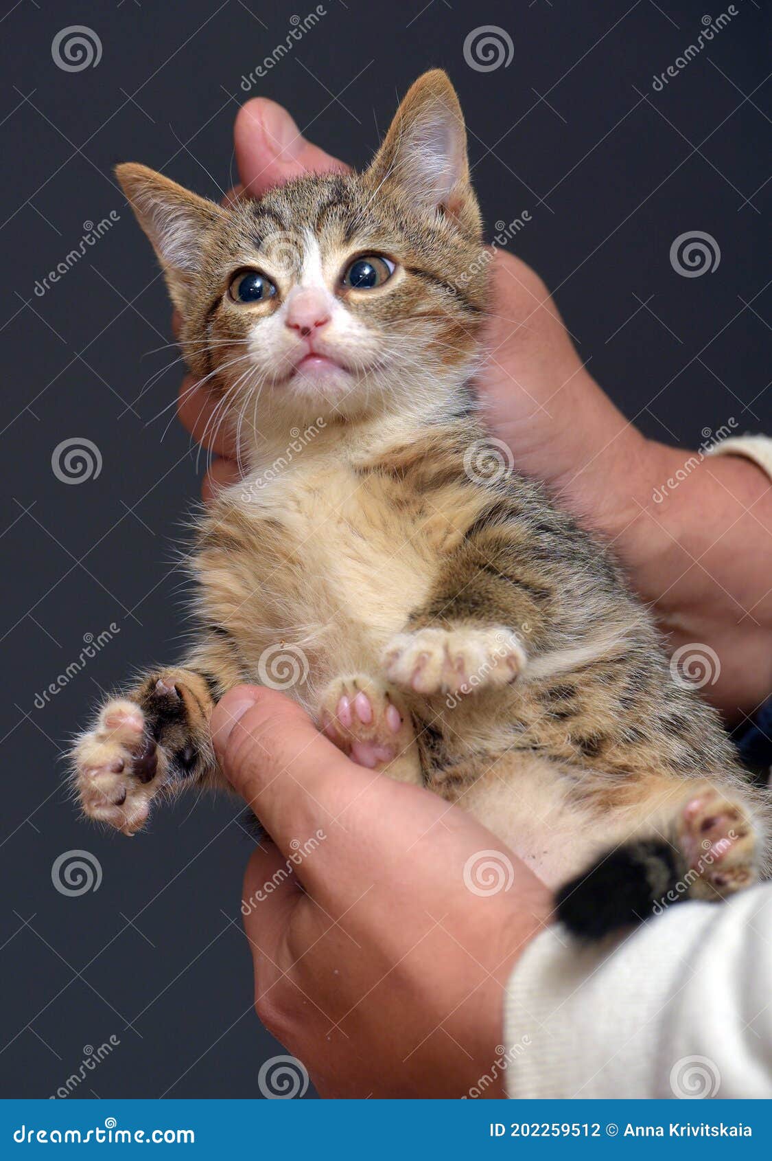Grey Cat Held Scruff Neck Stock Photos - Free & Royalty-Free Stock ...