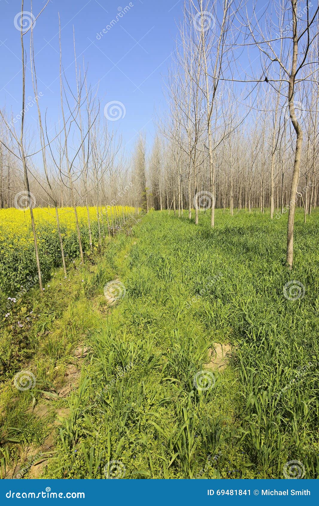 Punjab poplar trees stock image. Image of fields, anandpur - 69481841