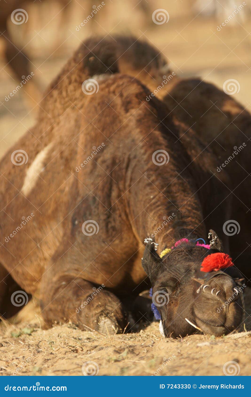 Punk Camel Resting stock photo. Image of head, vacation - 7243330