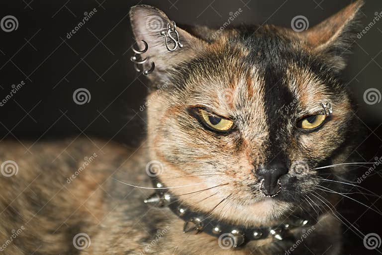 Punk cat stock image. Image of intense, tough, horizontal - 5745919