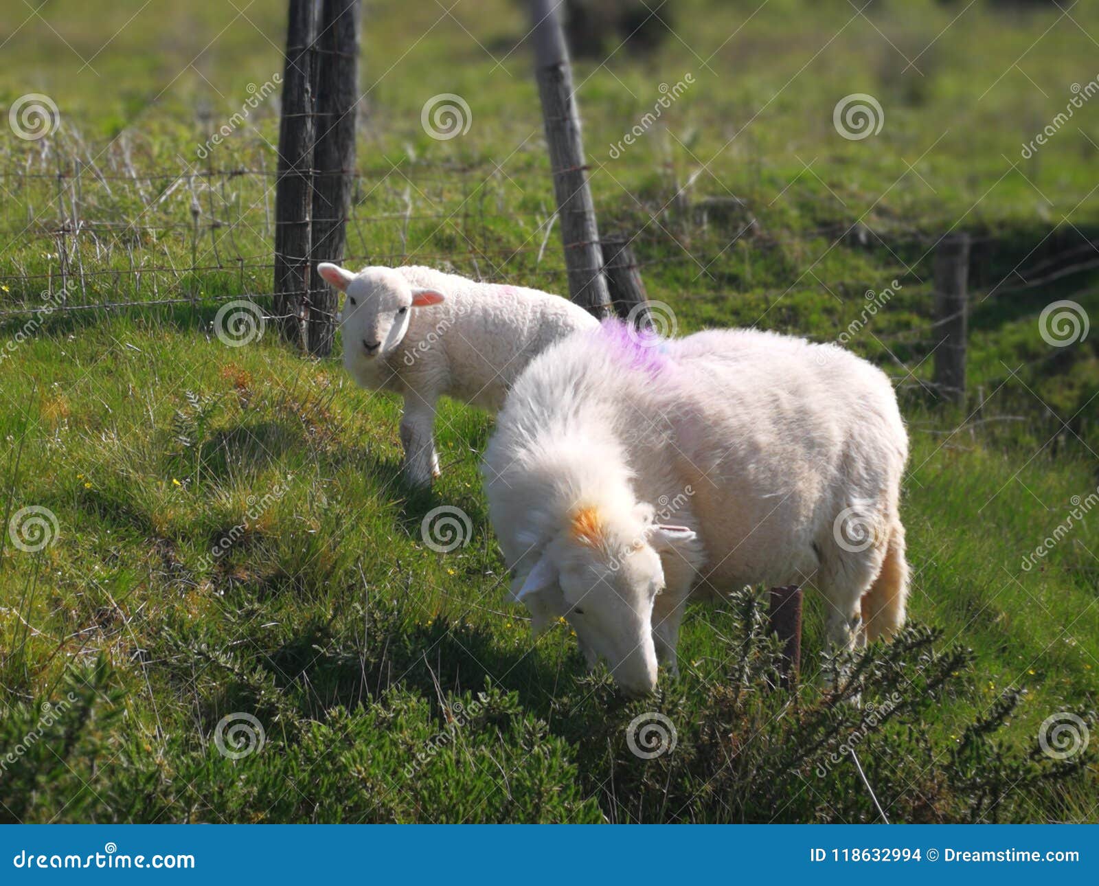 Punk sheeps stock photo. Image of mamma, punk, colours - 118632994