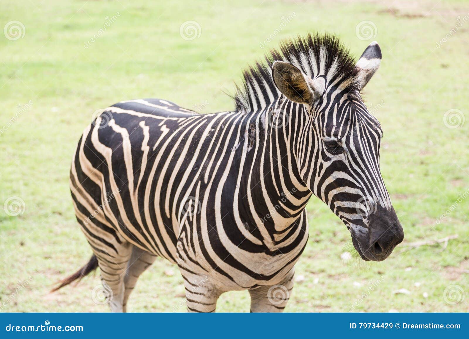 Punk Zebra stock image. Image of hair, awesome, style - 79734429