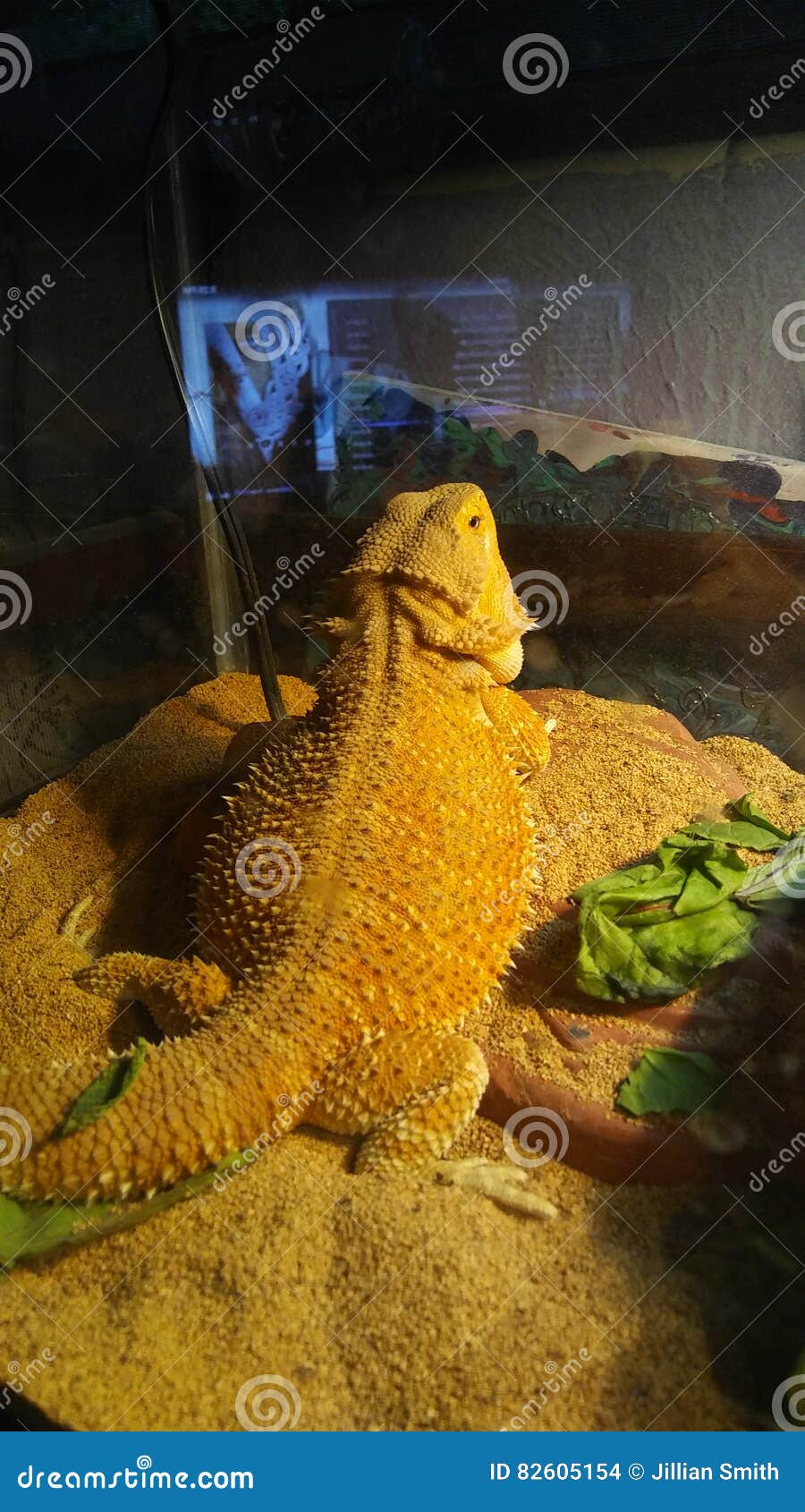 Punkin the bearded dragon stock photo. Image of basking - 82605154