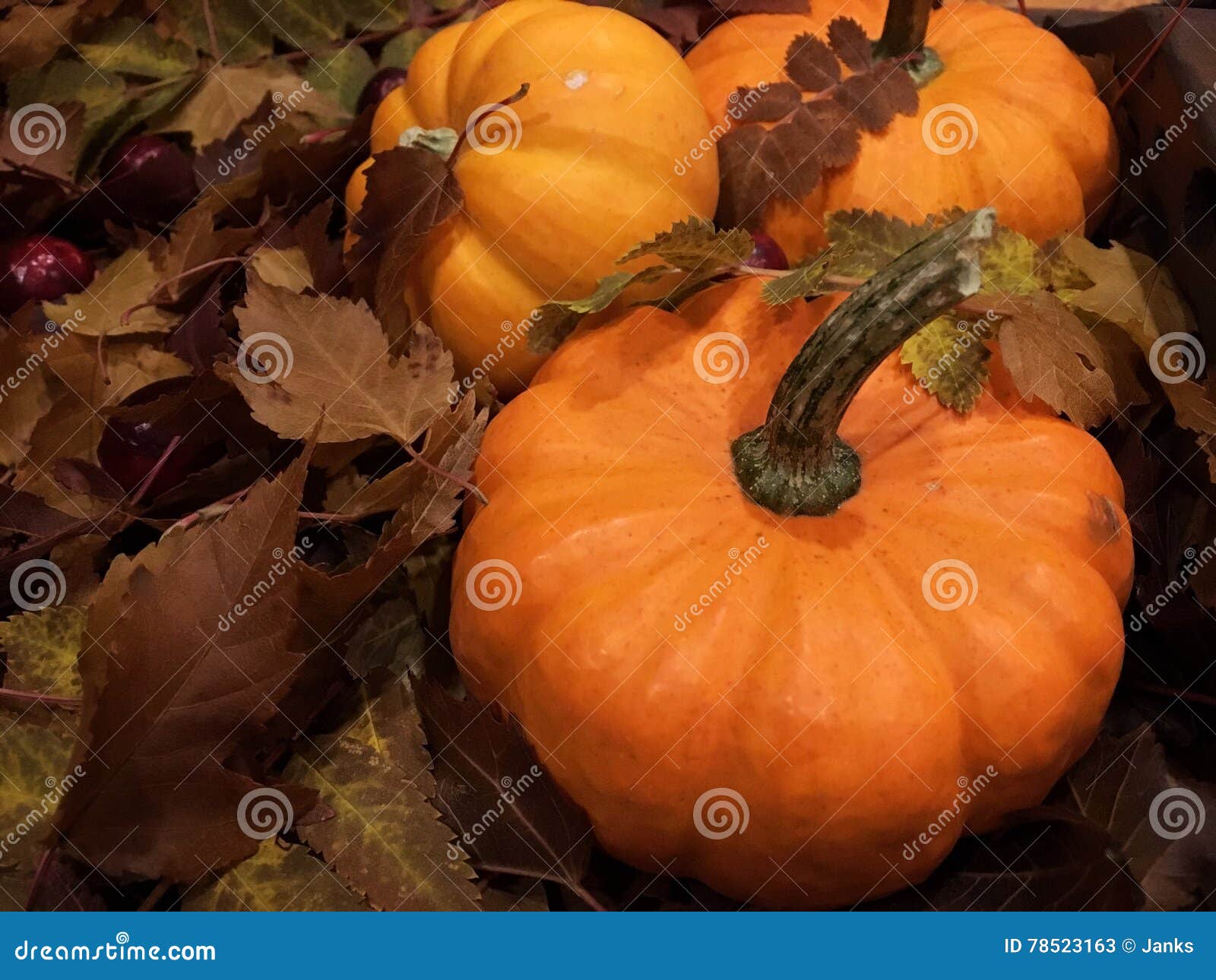 Punkin patch stock image. Image of piece, fall, giving - 78523163