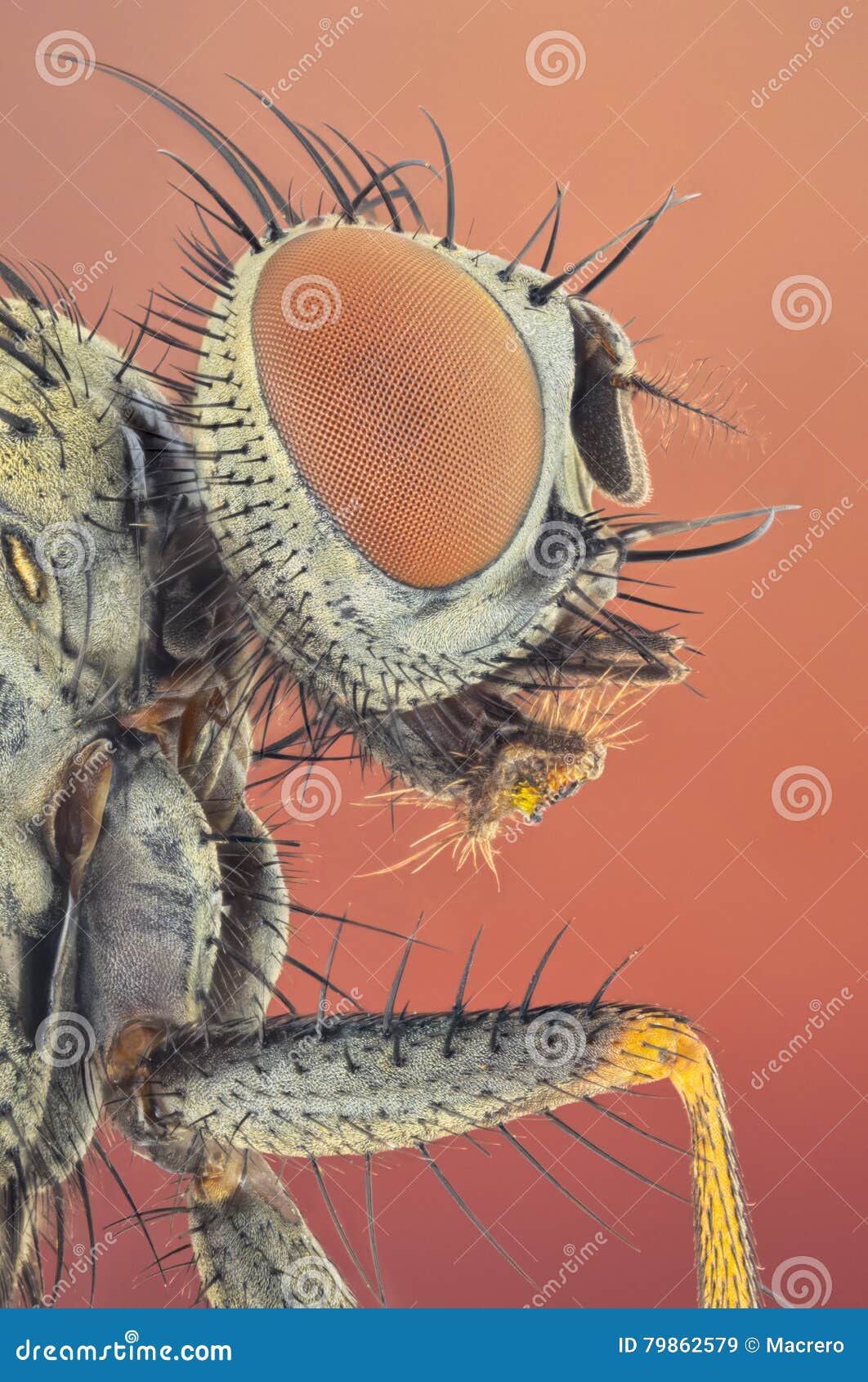 Punky stock image. Image of impact, black, belonging - 79862579