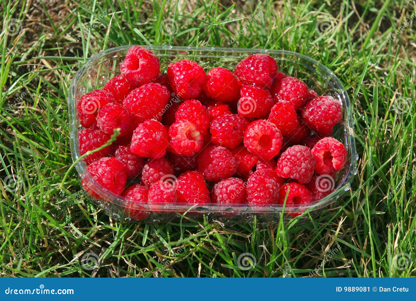 Punnet of raspberries stock image. Image of grass, nutritional - 9889081