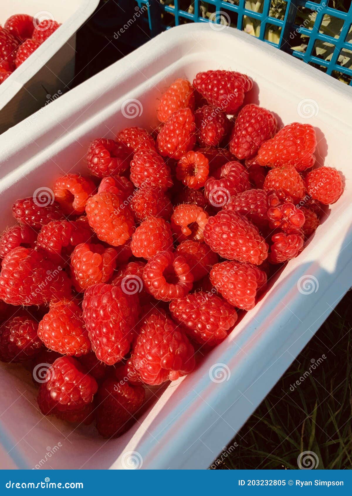 Punnet of raspberries stock image. Image of crops, basket - 203232805
