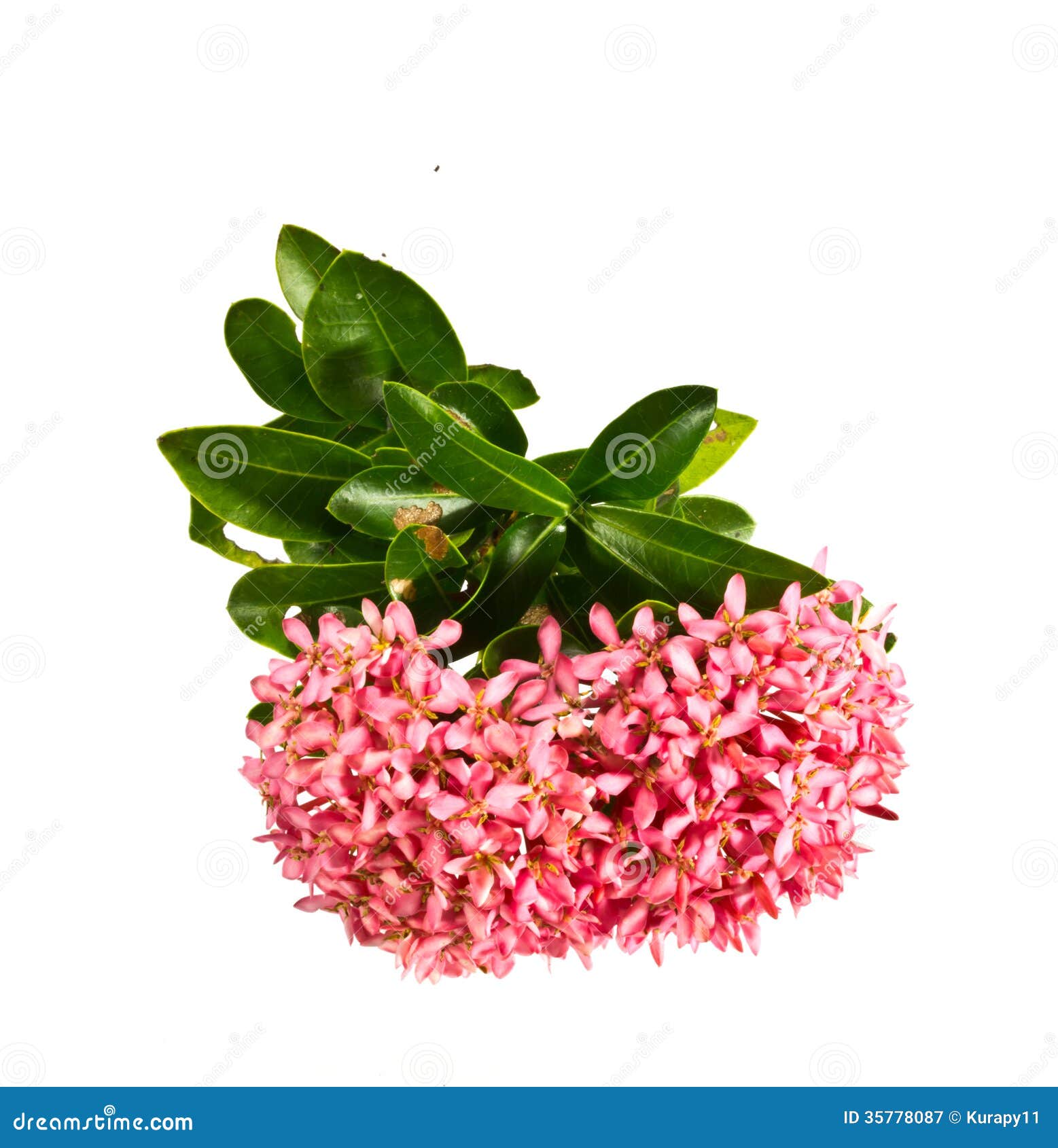 Punta Rosa Del Fiore Su Bianco Immagine Stock - Immagine di botanico ...