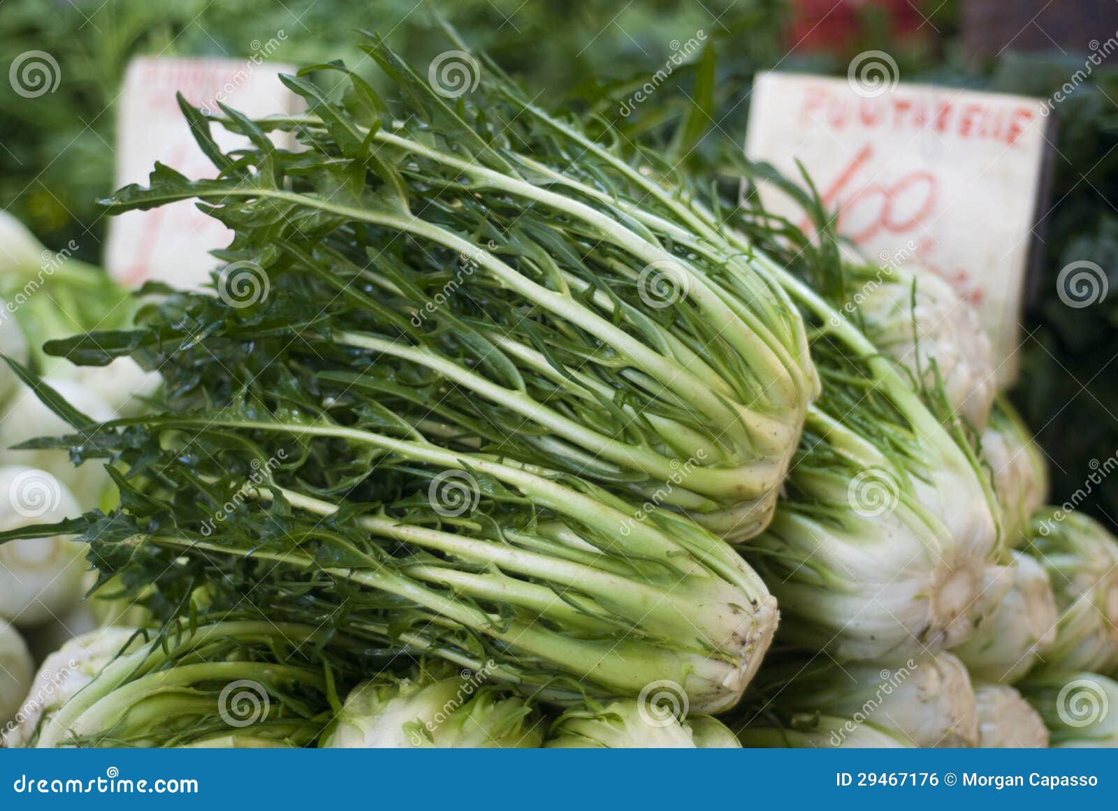 Puntarelle or Chicory at the Market Stock Photo - Image of shoots ...