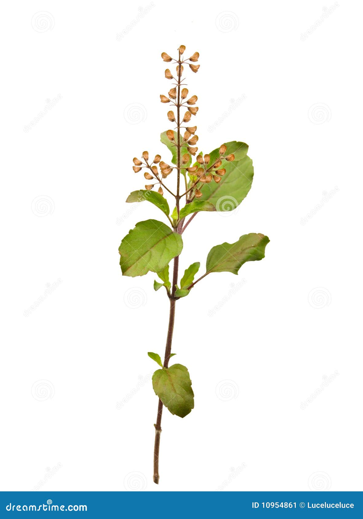 Puntilla De La Albahaca Santa Tulsi Aislada Imagen de archivo - Imagen ...