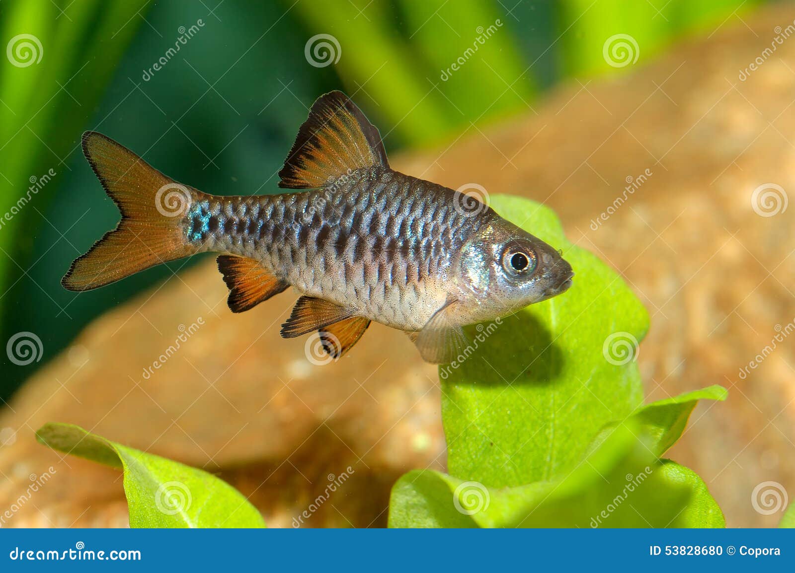Puntius fish stock photo. Image of tail, aquatic, tropical - 53828680