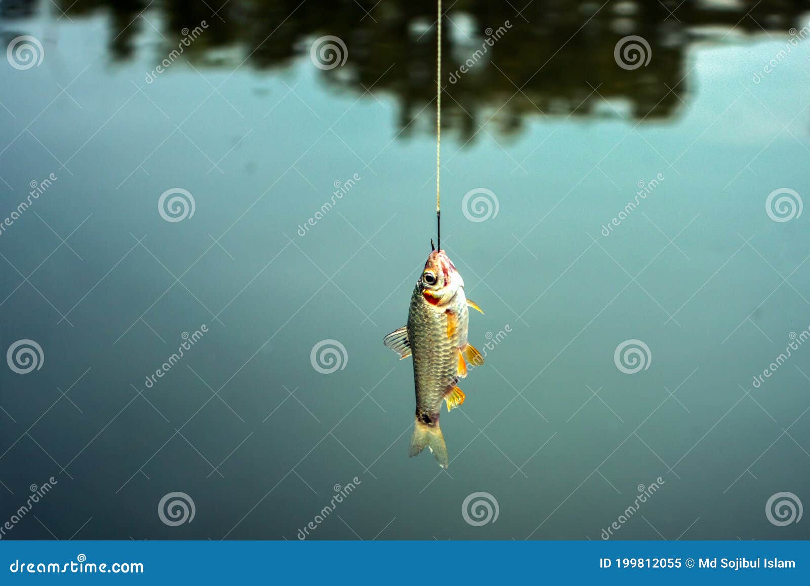Puntius or Putti Small Freshwater Fish Caught in the Hook Stock Image ...