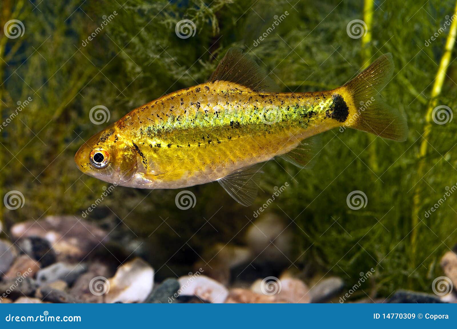 Puntius semifasciolatus stock image. Image of fish, yellow - 14770309