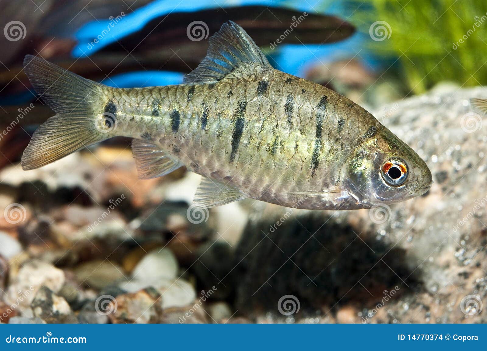 Puntius semifasciolatus stock photo. Image of asia, olive - 14770374