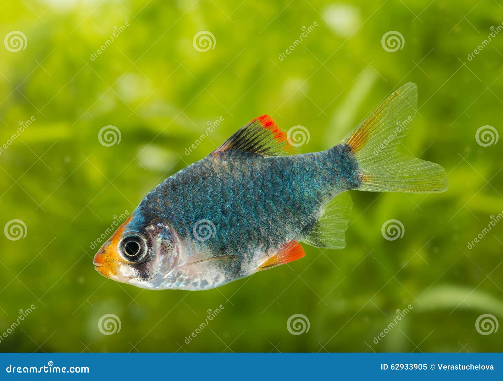 Puntius Tetrazona - Aquarium Fish Stock Image - Image of aqua, deep ...