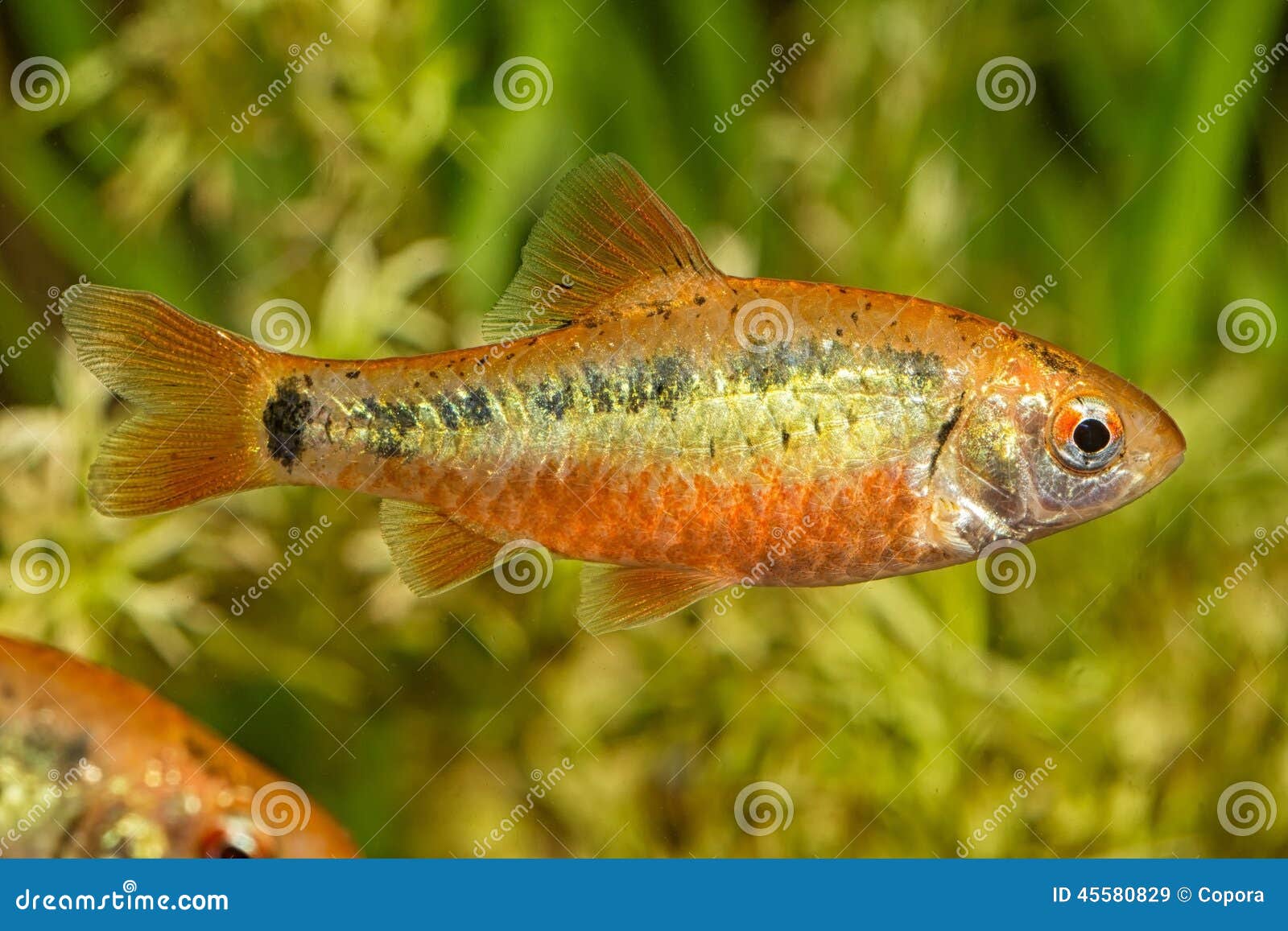 Puntius stock image. Image of underwater, beautiful, water - 45580829