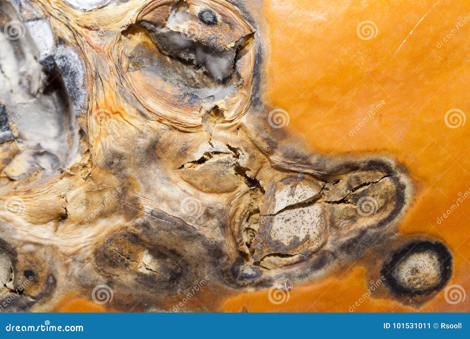 Punto putrefacto negro imagen de archivo. Imagen de agricultura - 101531011