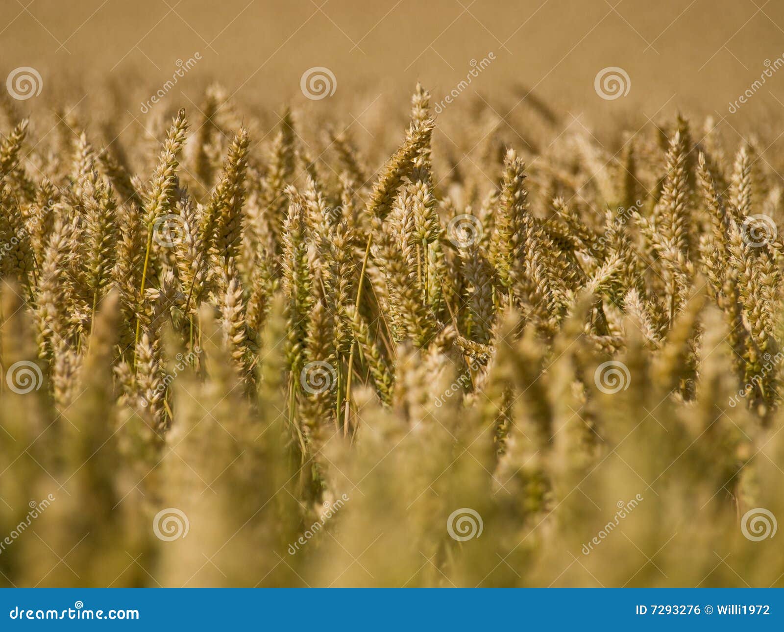 Puntos De Oro De La Flor Del Trigo Foto de archivo - Imagen de ...