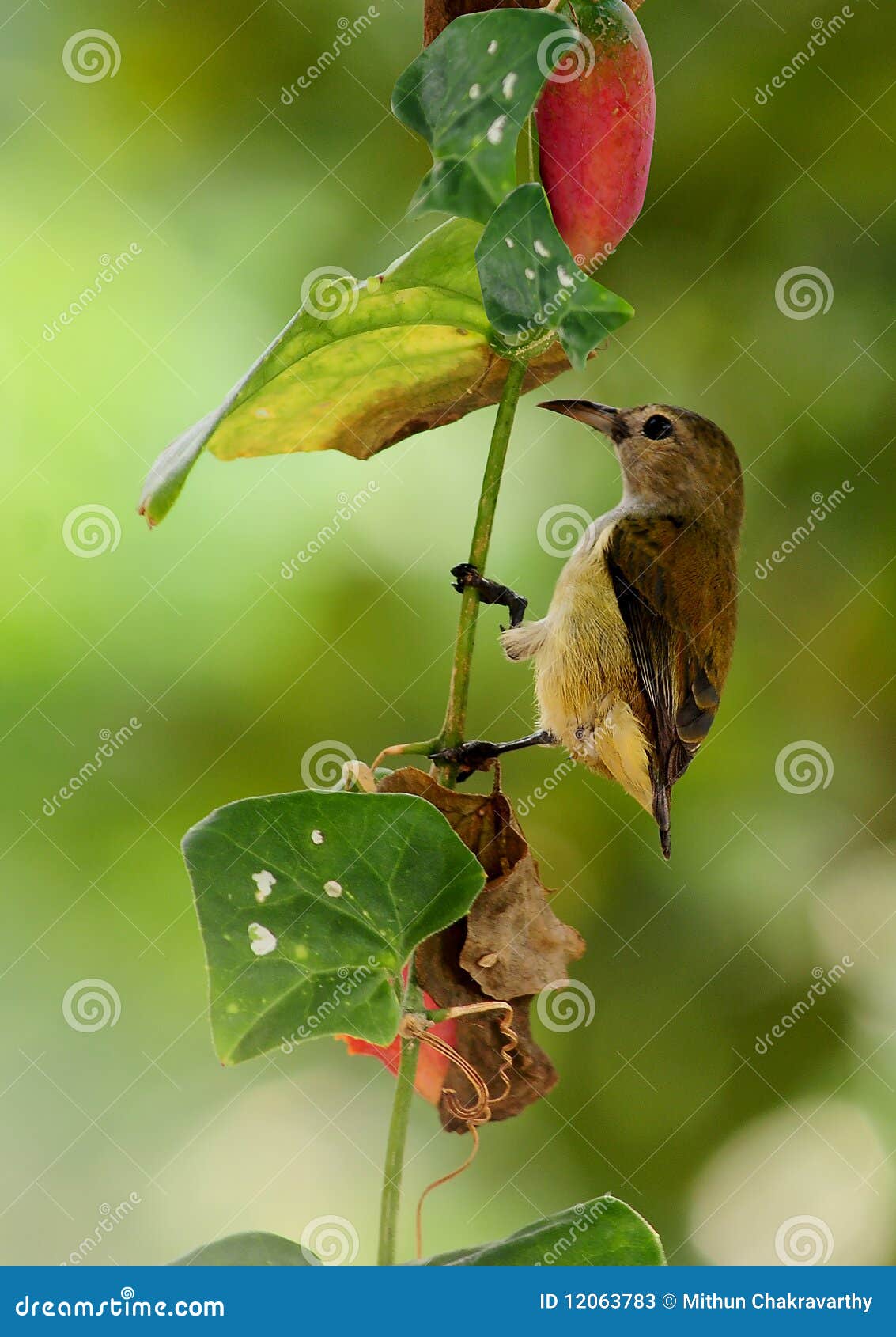 Puny bird stock image. Image of fruit, season, stem, simplicity - 12063783