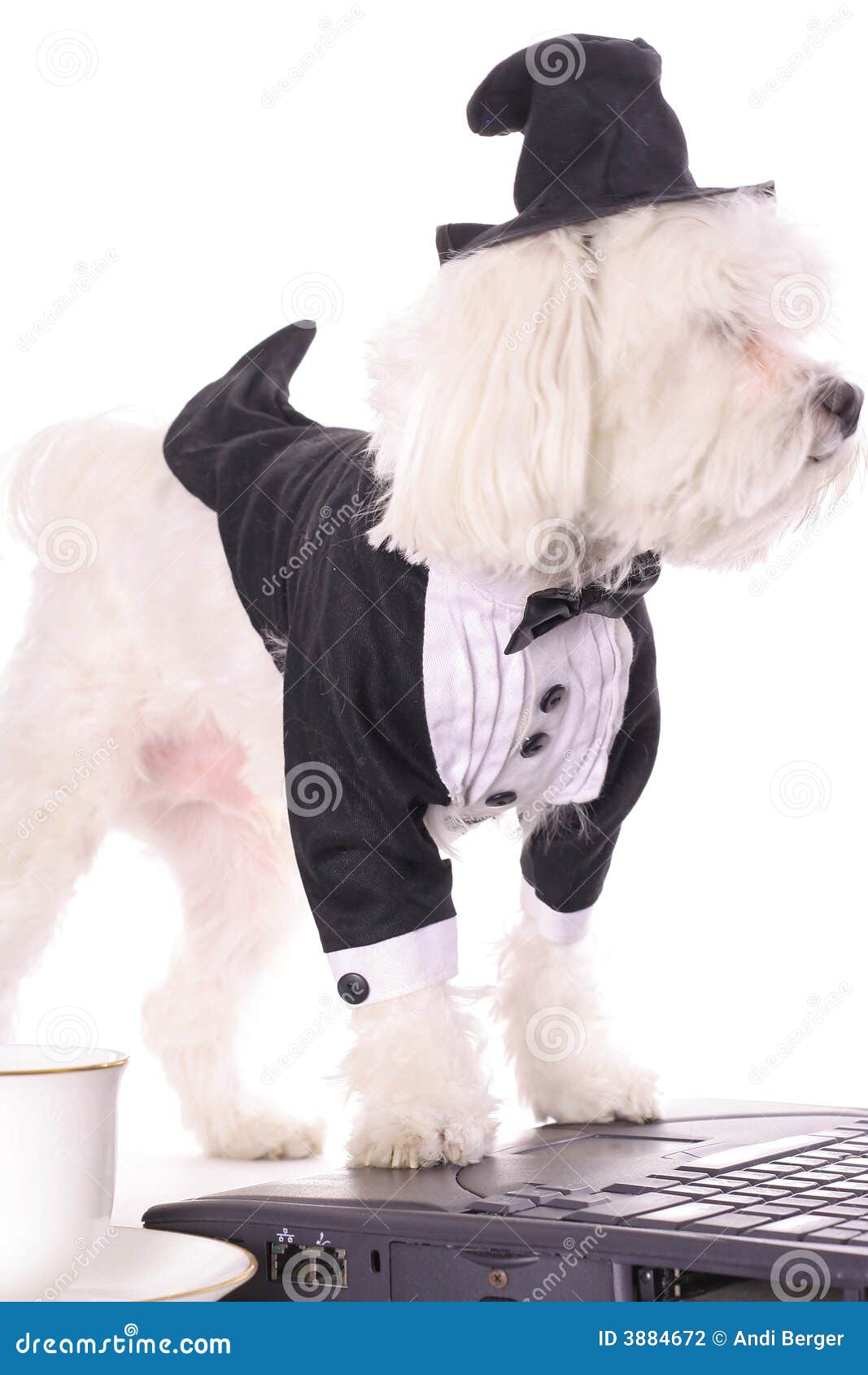 Pup Checking Emails Picture. Image: 3884672