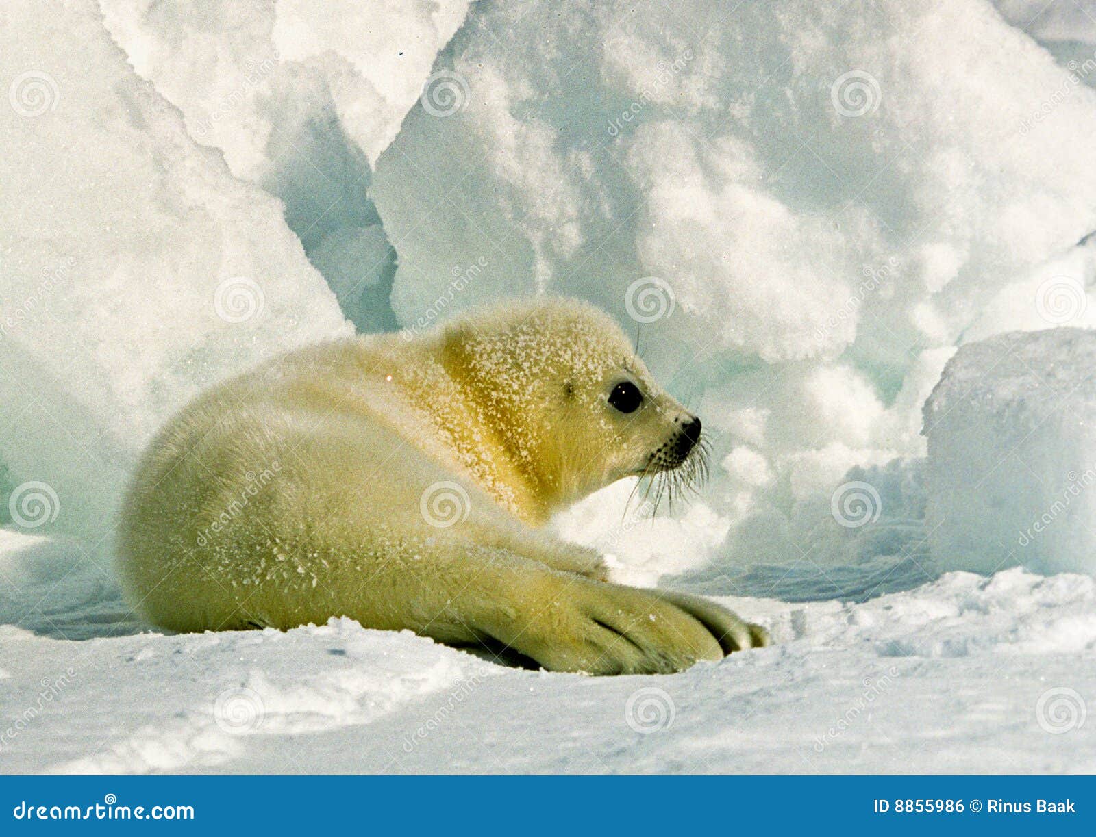 Pup Di Foca Della Groenlandia Fotografia Stock - Immagine di freddo ...