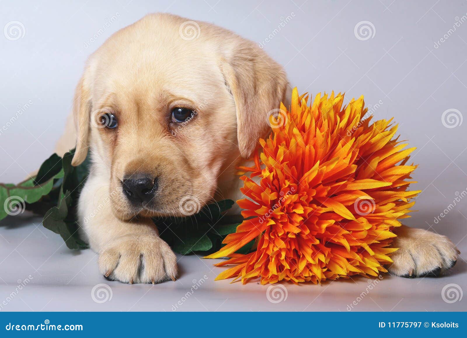 Pup with flowers. stock image. Image of young, puppy - 11775797