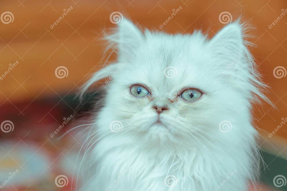 Ginger cat pull stock image. Image of ginger, cats, pull - 116403077