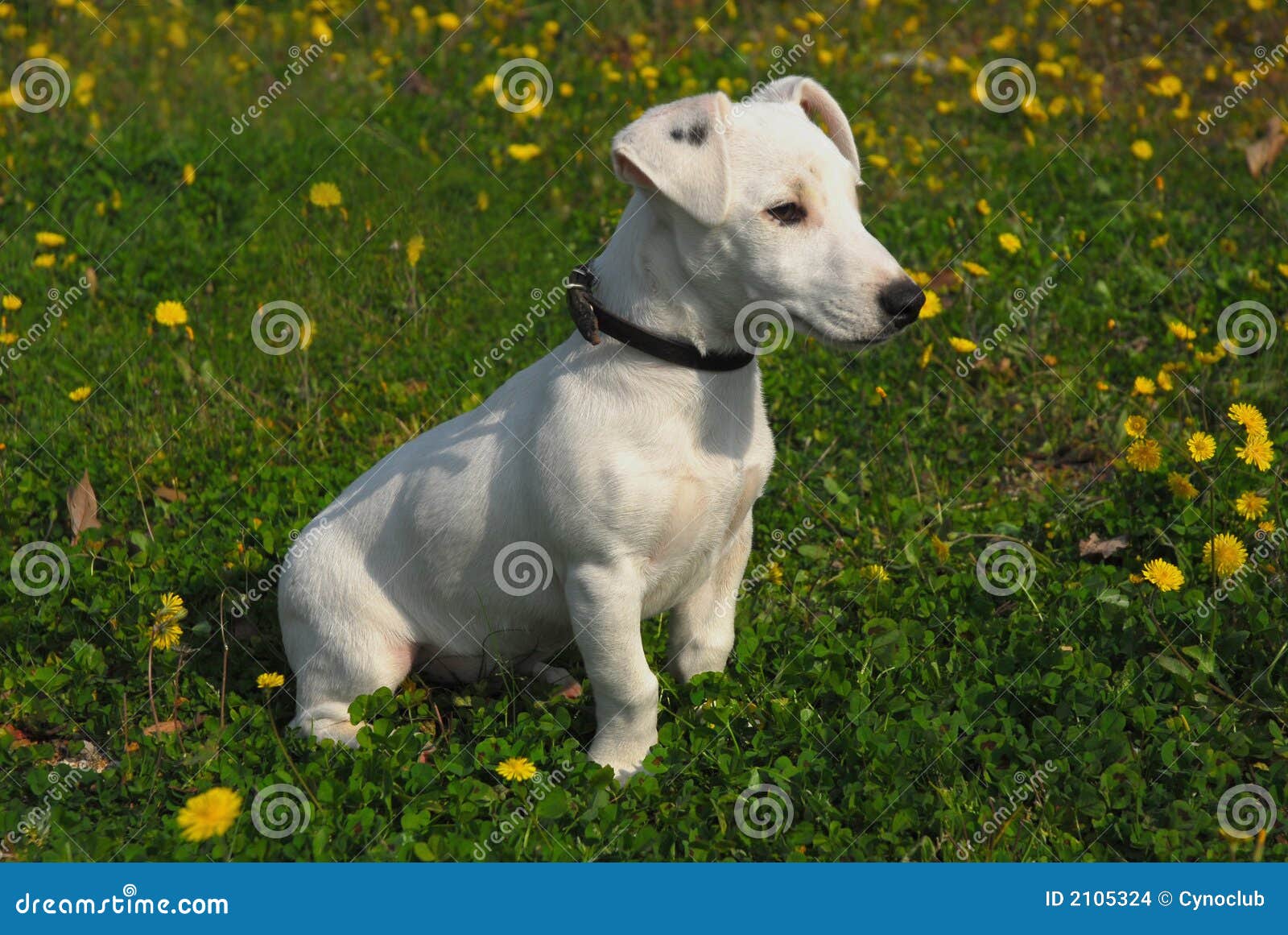 Pup jack russel terrier stock photo. Image of love, cute - 2105324