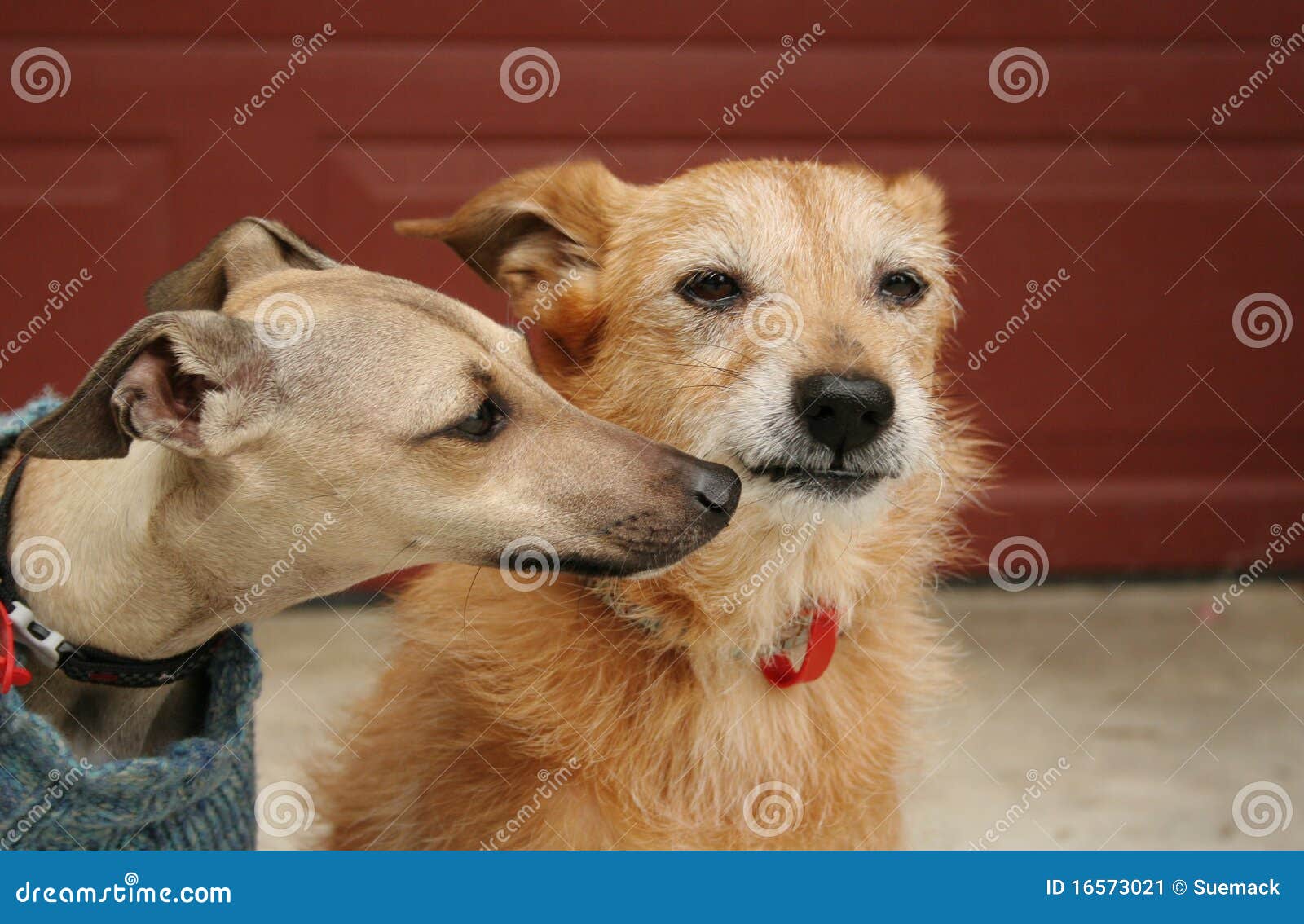 Pup meets old dog stock image. Image of approach, domestic - 16573021