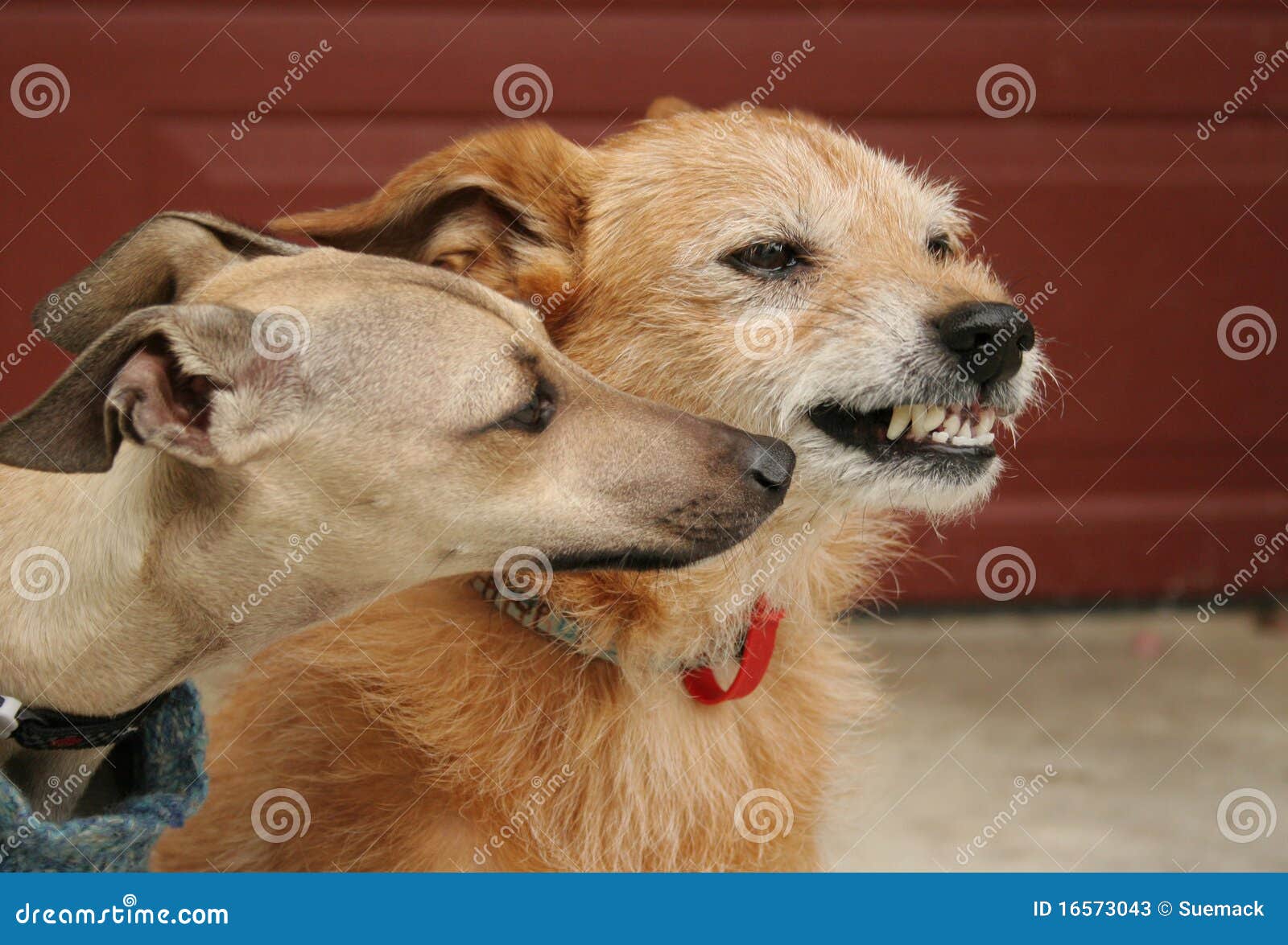 Pup meets old dog stock image. Image of puppy, canine - 16573043
