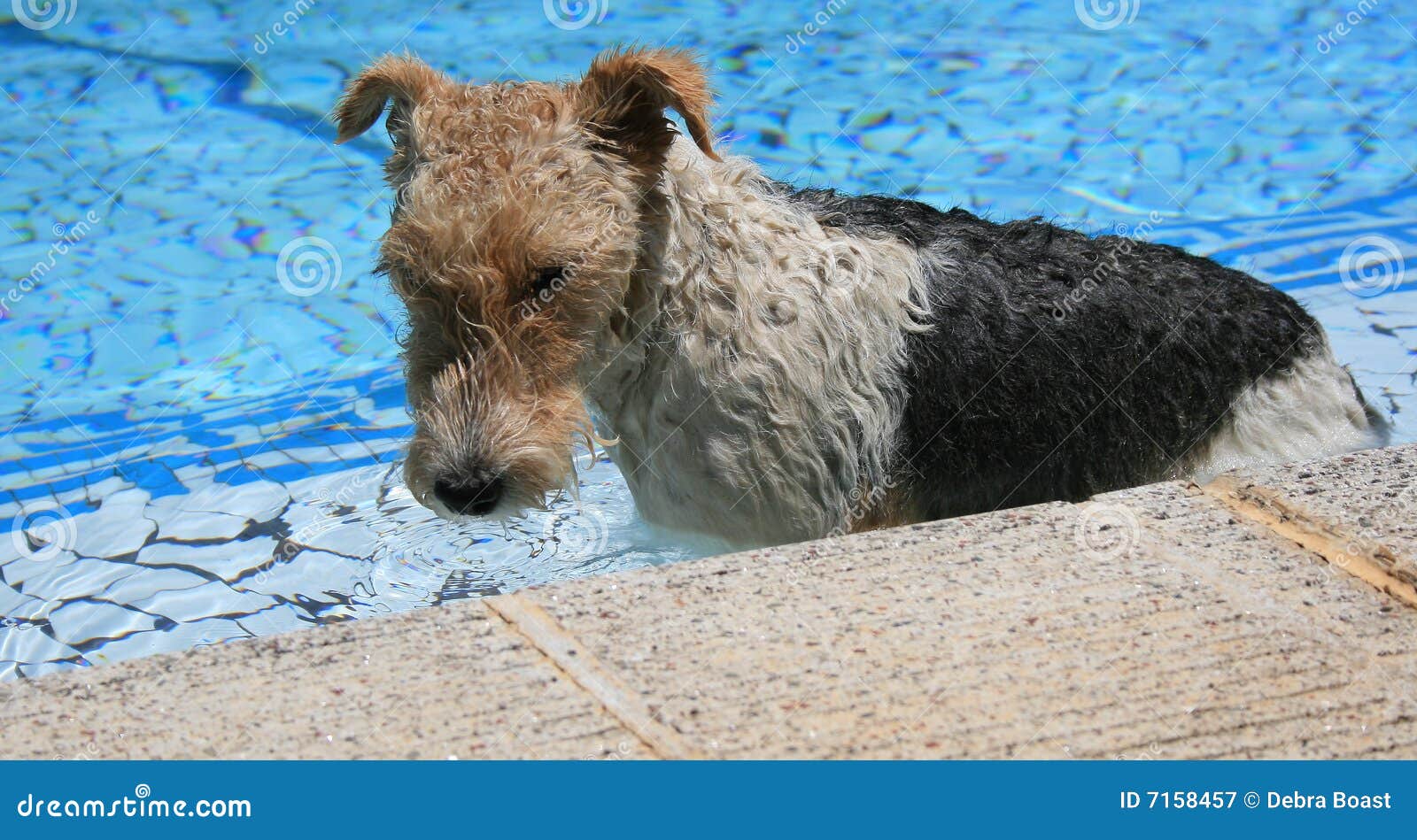 Pup in pool stock image. Image of blue, worried, expression - 7158457