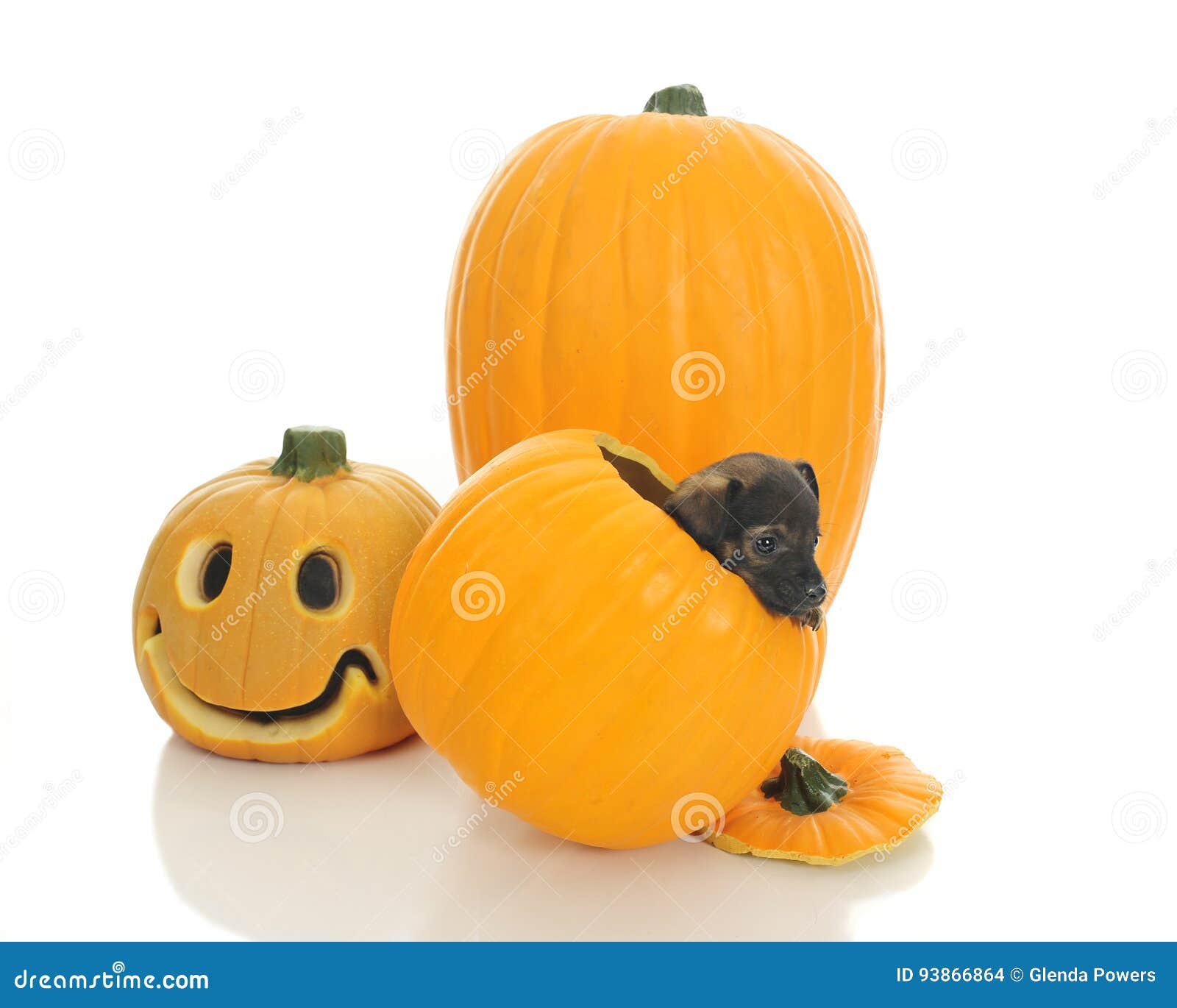 Pup in a Pumpkin stock photo. Image of background, canine - 93866864