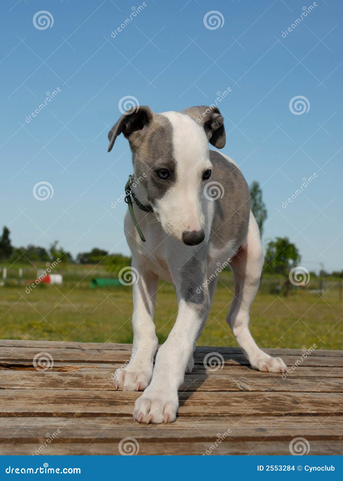 Pup whippet stock photo. Image of lifestyle, happy, driss - 2553284